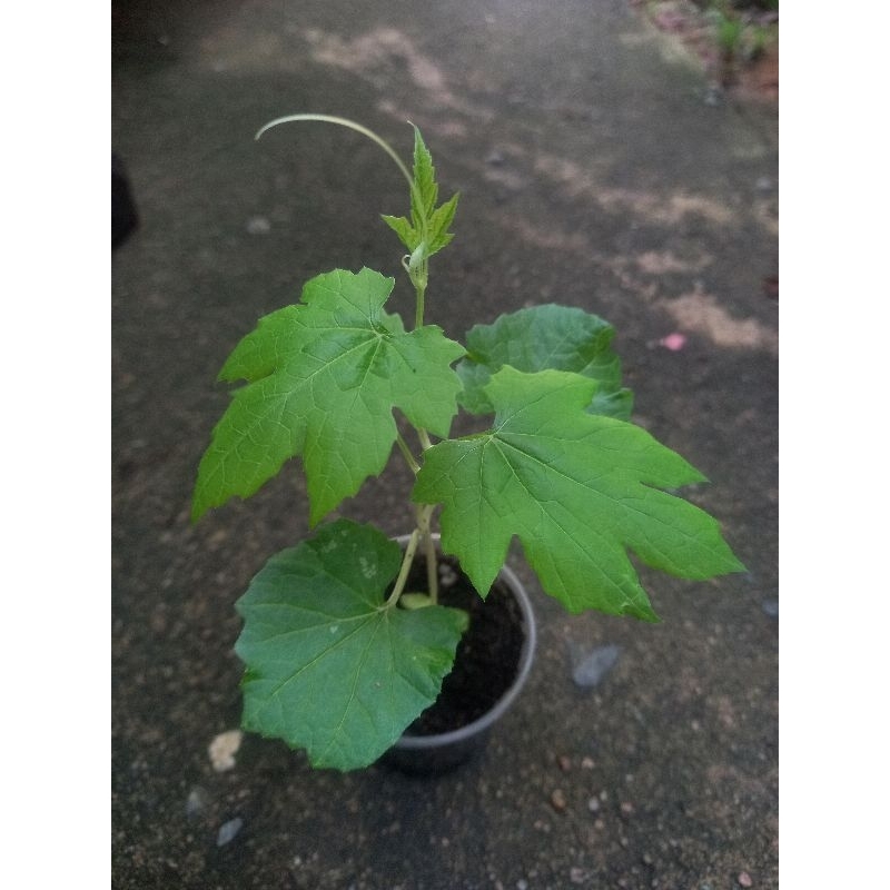 Anak Pokok Peria Taiwan Epal putih 台湾小白苗 | Shopee Malaysia