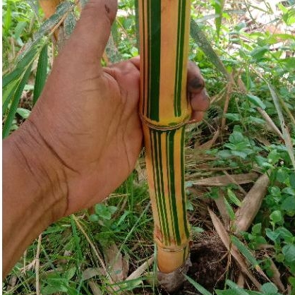 Buluh kuning/runcing/jalur kuning sepotong diberitakan pendinding diri ...