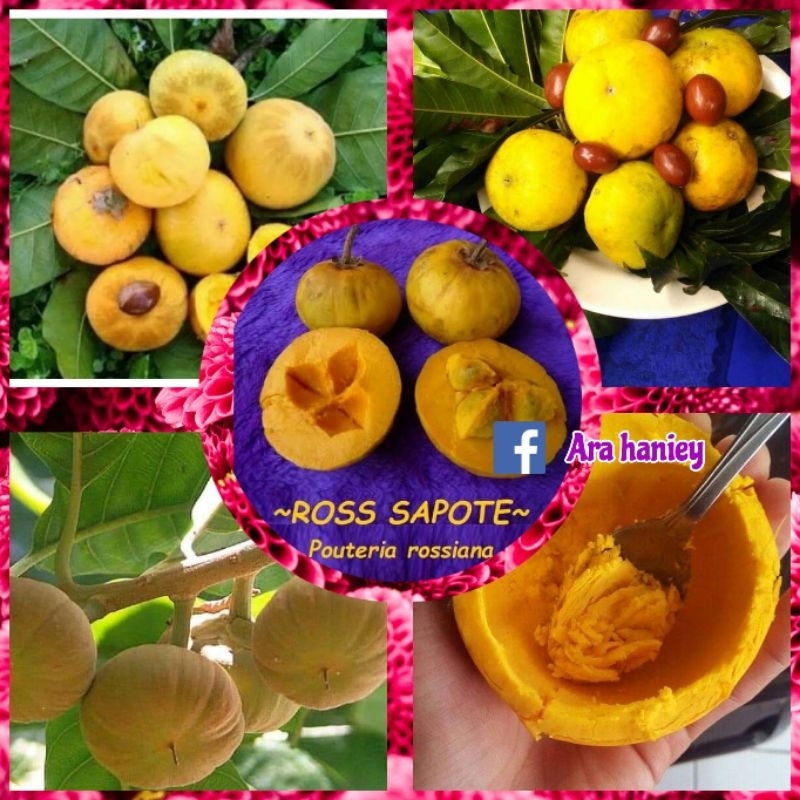 ROSE SAPOTE(RARE LIMITED EDITTION) | Shopee Malaysia