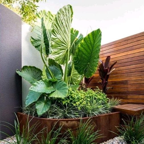 Pokok keladi gajah ( taman/lanskap) | Shopee Malaysia