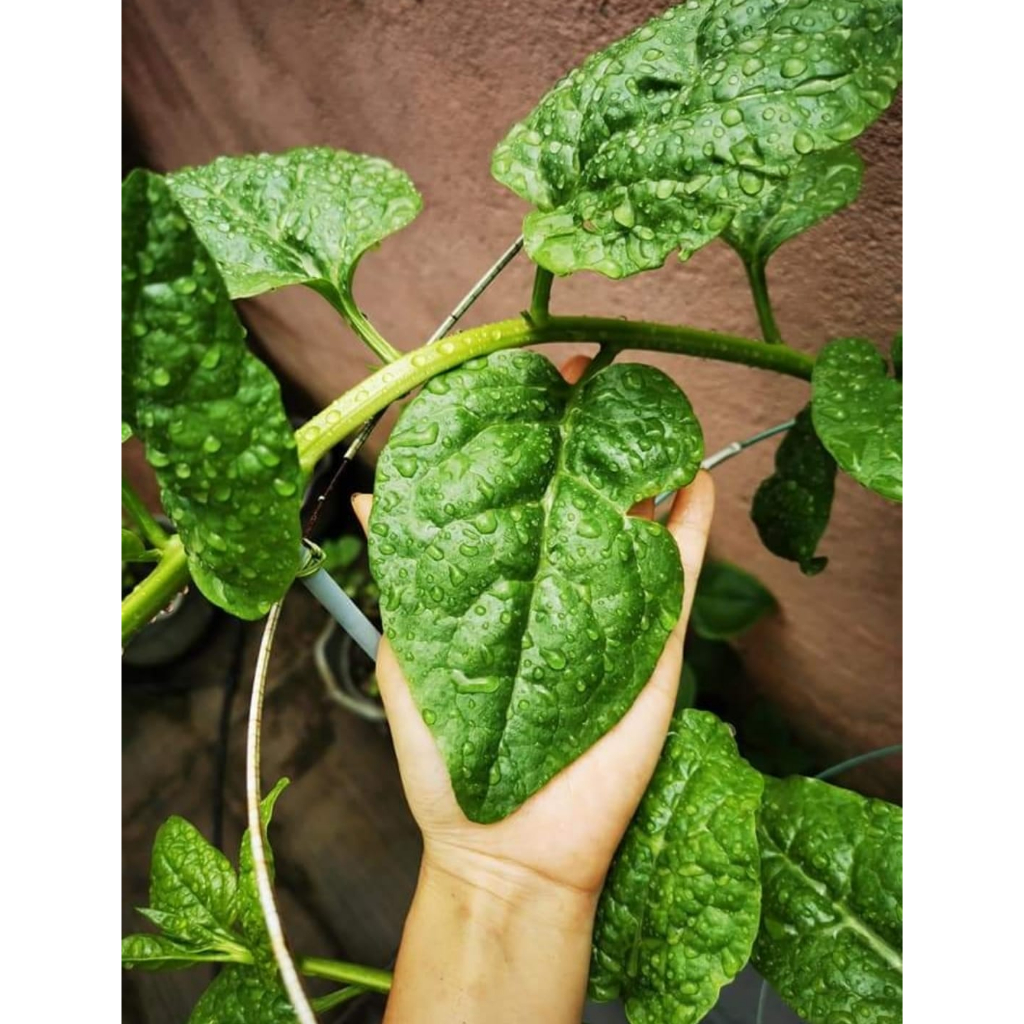 Ceylon Spinach / Malabar Spinach / Remayong | Shopee Malaysia