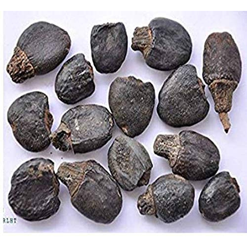 serankottai bean/kernel Nuts tree bhilawa magaj biba (semecarpus ...