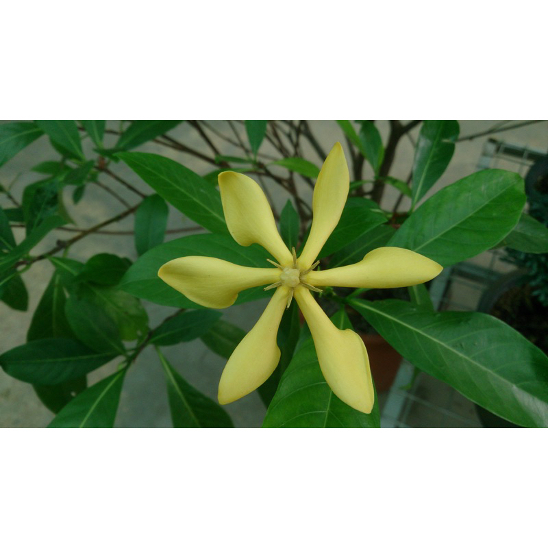 Pokok bunga wangi gardenia - kula gardenia, Vietnam, shooting star ...