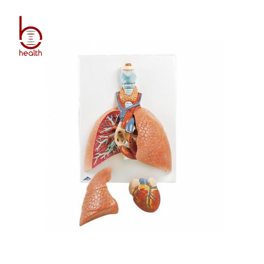 [3B SCIENTIFIC] Lung Model with Larynx, 5 part | Shopee Malaysia