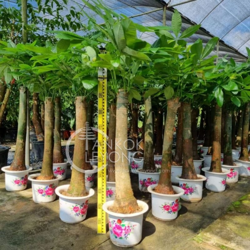 TKL - Super Big Size Pachira Aquatica 40cm-100cm🌿 大型发财树 / 美钞树 40cm ...