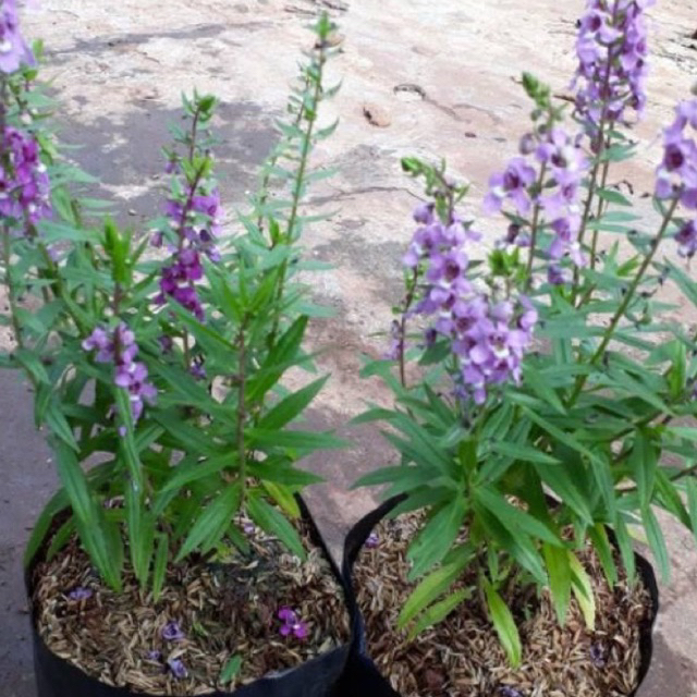 live plant Angelonia lavender herbs with free gift ,Bunga Angeonia ...