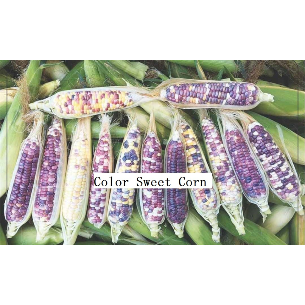 CAM HONG Color Sweet Corn Seeds 彩糯甜玉米种子 Biji Benih Jagung Color 蔬菜种子 ...