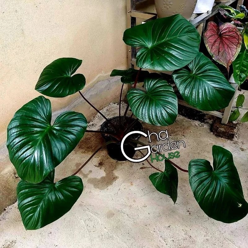 Kemoyang Merah Daun Bulat dan Tebal | Shopee Malaysia