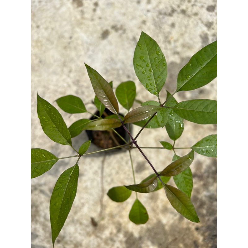Pokok Lemuni Ulam Ibu Berpantang - Ulam-Ulaman - Daun Lemuni | Shopee ...