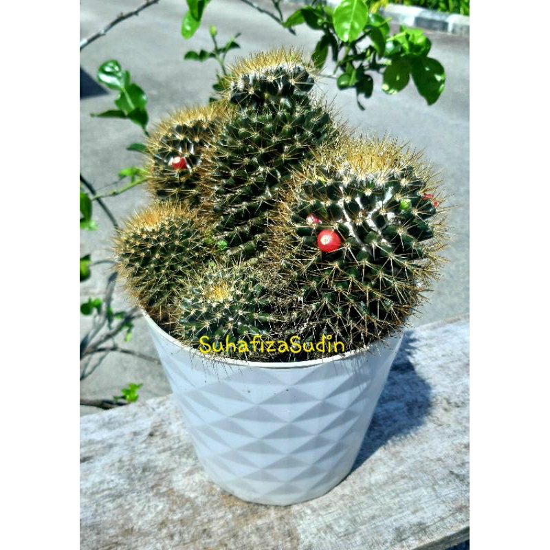 Cactus (Saiz Pot 8.5cm) | Shopee Malaysia