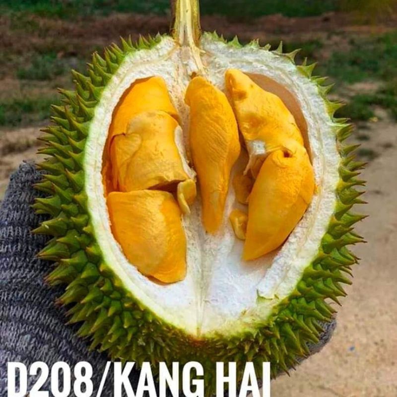 Pokok Durian Kanghai@Ganghai(D208) | Shopee Malaysia