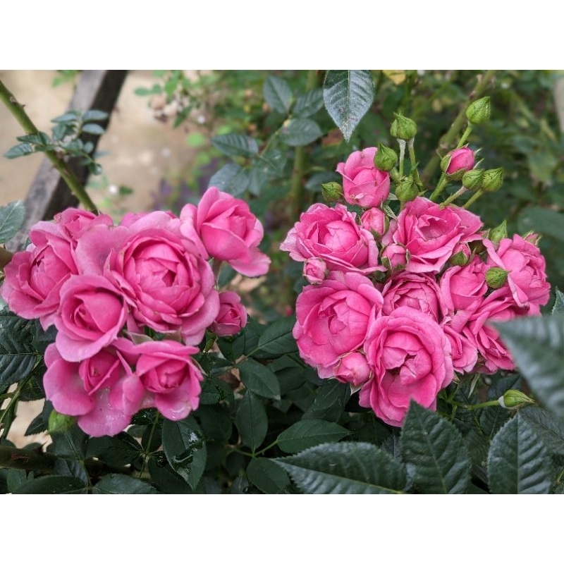 Keratan Bunga Rose type11(1pcs) (free 1 atau 2 rondom keratan ros ...
