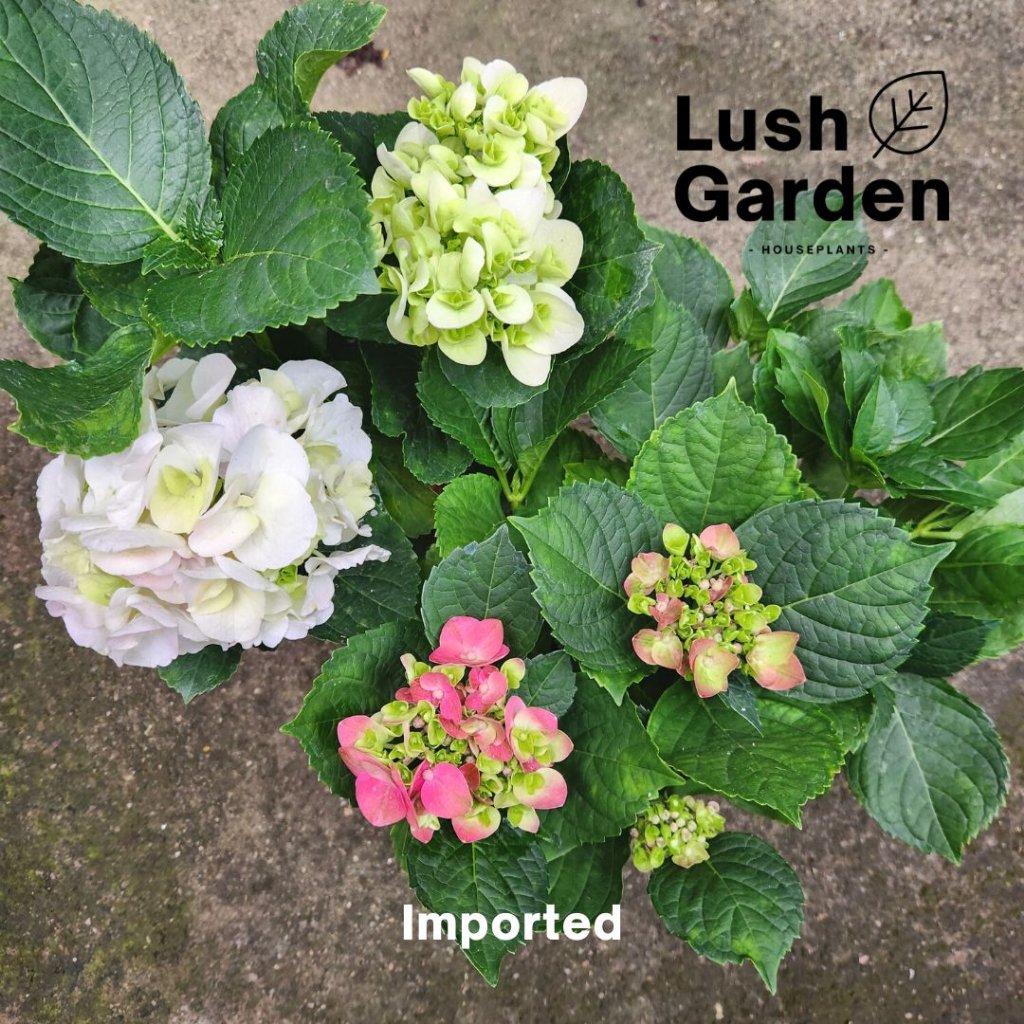 (Ada Bunga) Hydrangea /Bunga Tiga Bulan / Siti Zubaidah 绣球花 140mm Pot ...