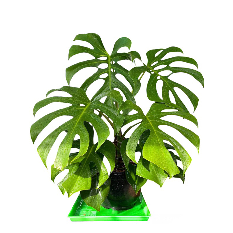 Monstera Brazilian Common Form Rare Plant Pokok | Shopee Malaysia