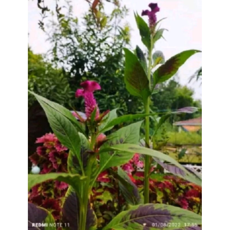 Anak pokok balung ayam/Biji benih/Celosia Argentea Seeds. | Shopee Malaysia