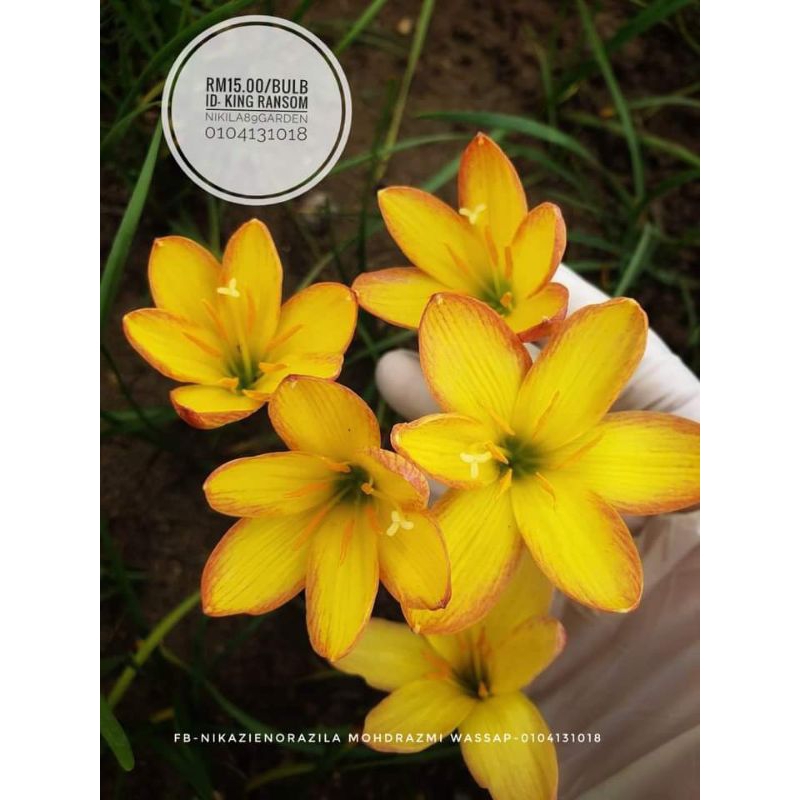 Rain lily kampung dan hybrid Thailand ( tahan panas)direct matahari | Shopee Malaysia