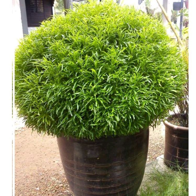 pokok tong emas / puding bihun / outdoor plant sesuai ditanam di ...