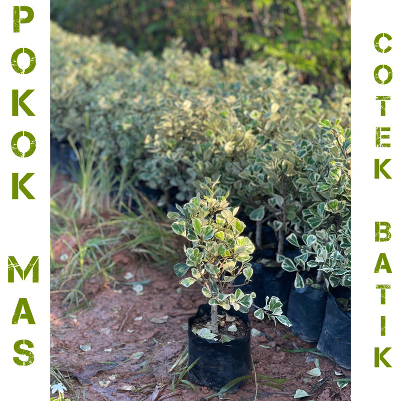 Pokok mas cotek batik thai murah / pokok matang / mas cotek | Shopee ...