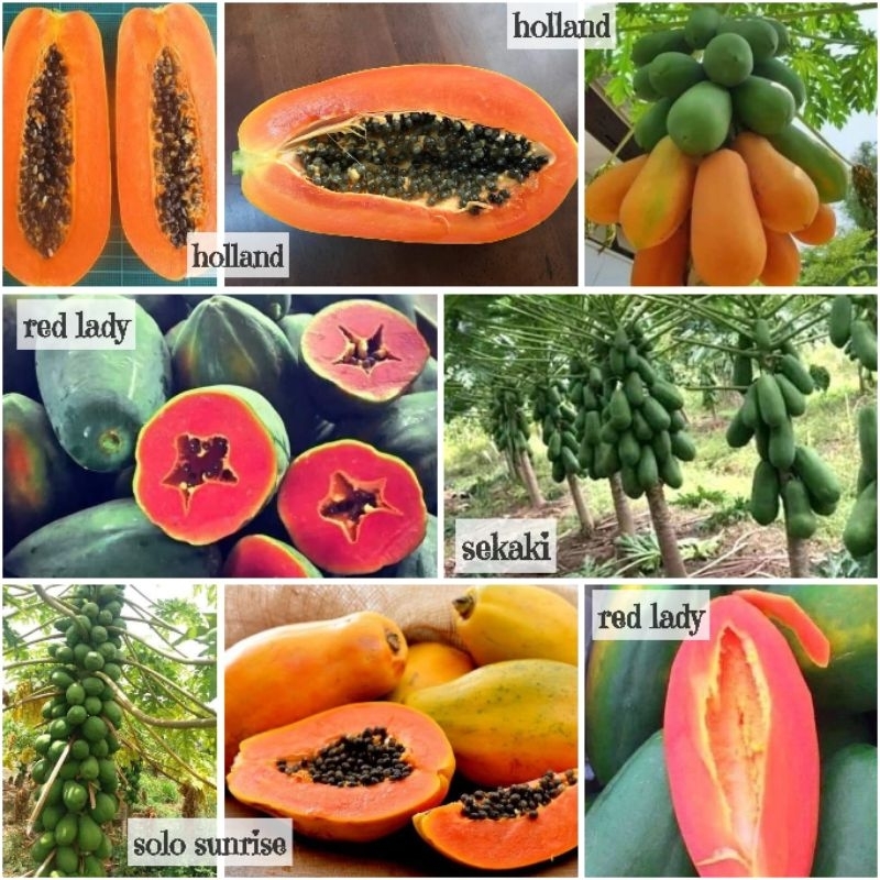 Pokok Buah Betik Papaya Red Lady Solo Sunrise sekaki holland | Shopee ...
