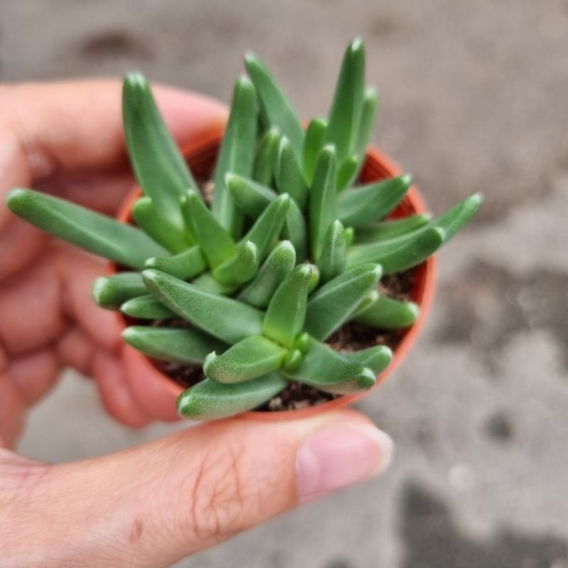 Live succulent plant (pot size 5cm) ready stock 多肉植物 黄花照波 | Shopee Malaysia