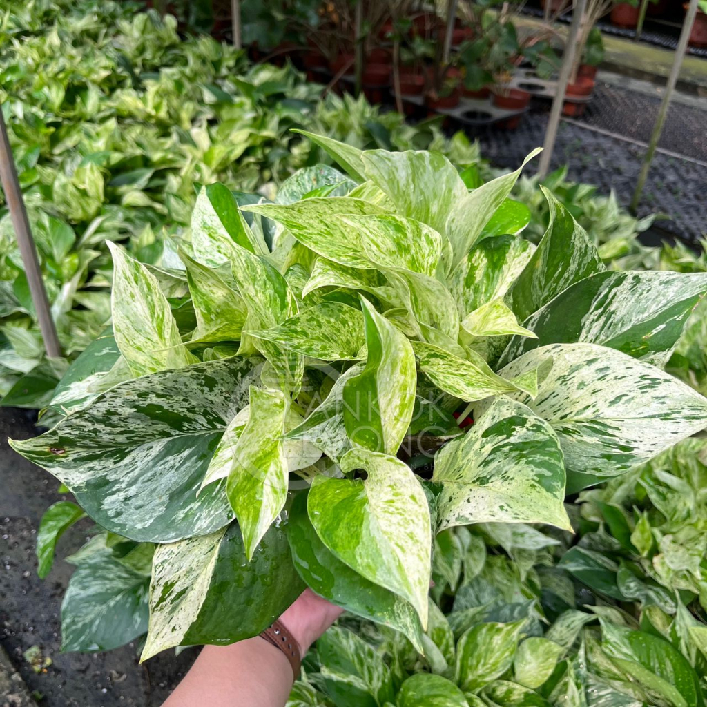 TKL - Bushy Size Epipremnum Marble Queen Pothos (Pot 180) 大理石皇后 (Pot ...