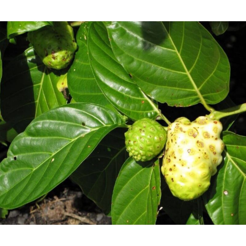 Daun Mengkudu/ Noni leaves/ Daun Bertungku Tradisional | Shopee Malaysia