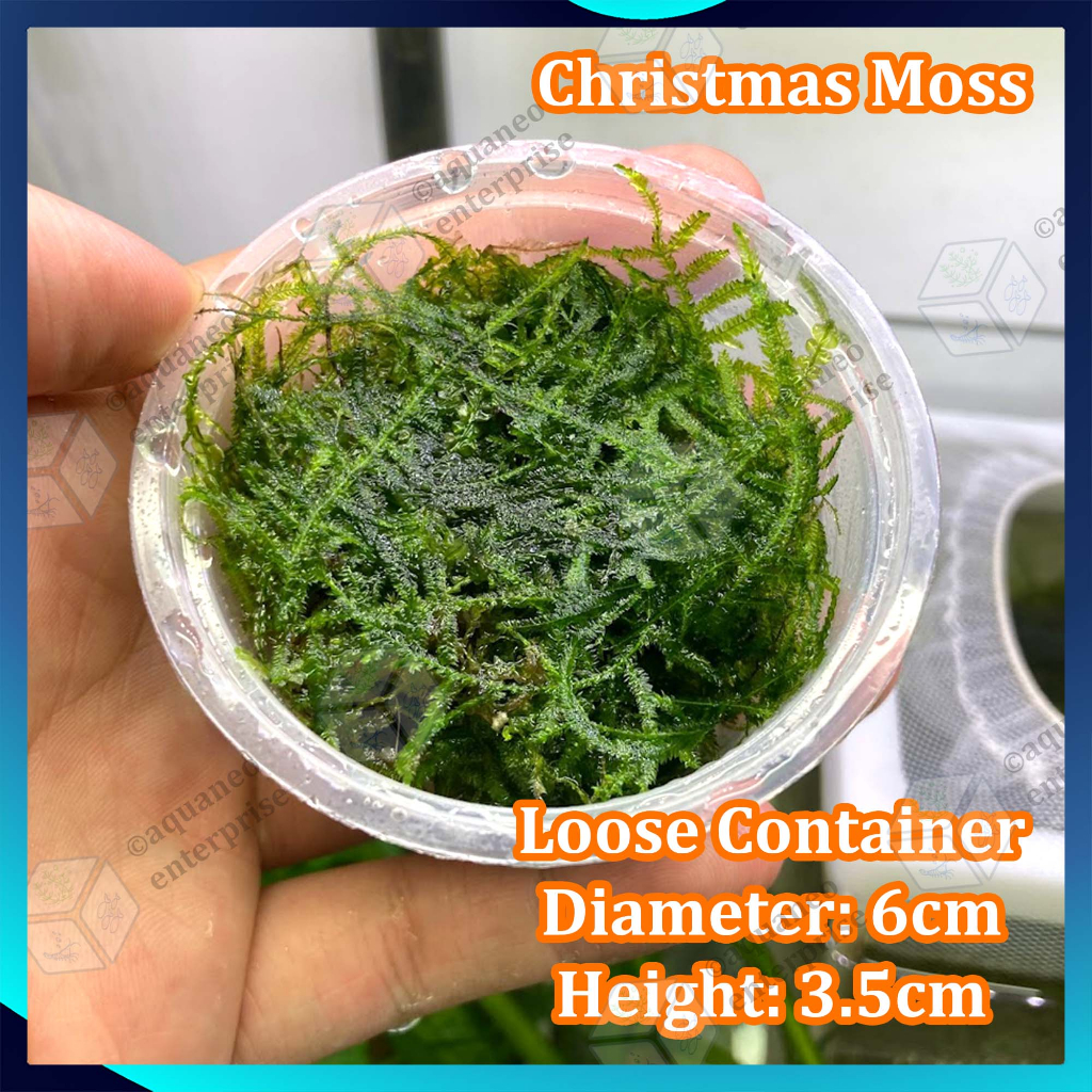 [Low Tech] Christmas Moss LP Aquatic Plant Aquarium Moss | Shopee Malaysia