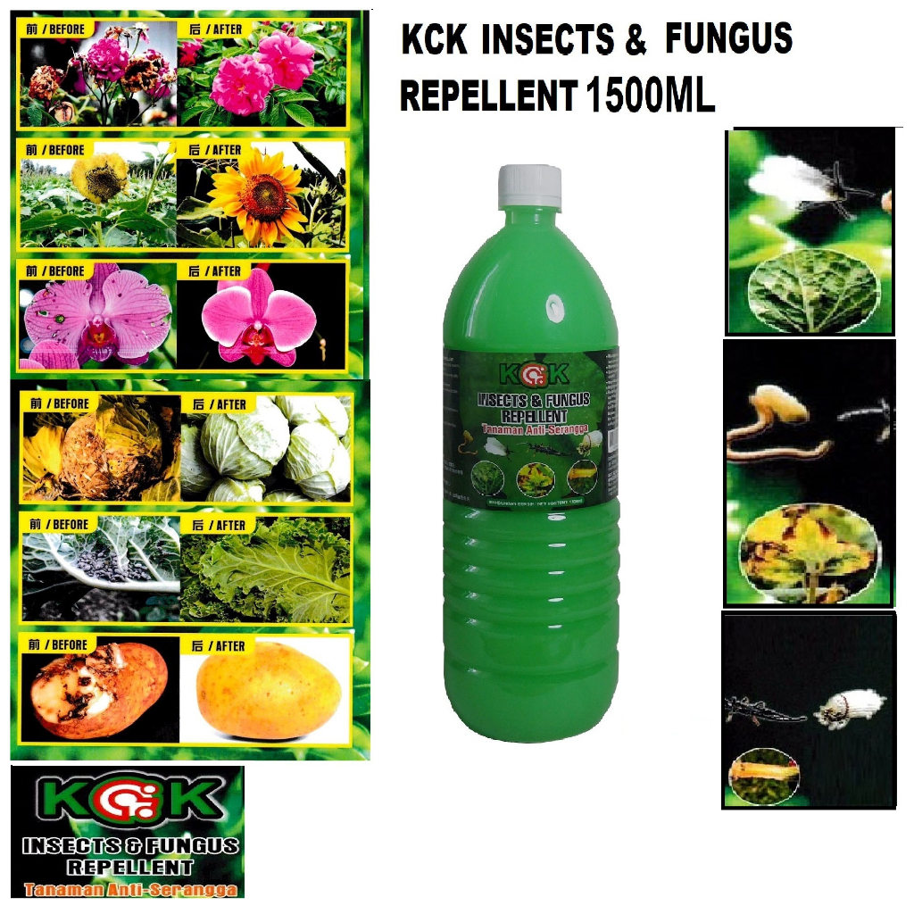 KCK Insects & Fungus Repellent/Plant Repellent/Tanaman Aanti-Serangga ...