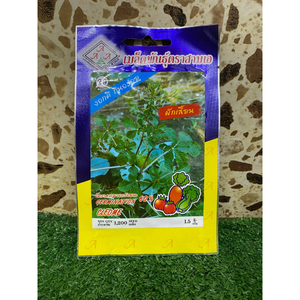 Biji Benih Maman/Cleome Cap AAA (1200 biji) | Shopee Malaysia