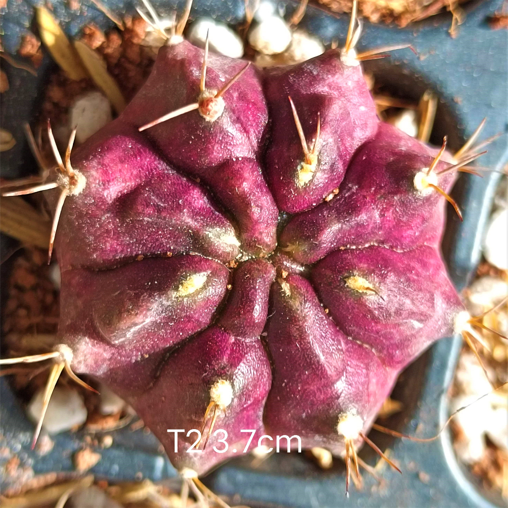 CACTUS GYMNOCALYCIUM ID THANOS (OFFSETS WITH SHORT ROOTS) | Shopee Malaysia