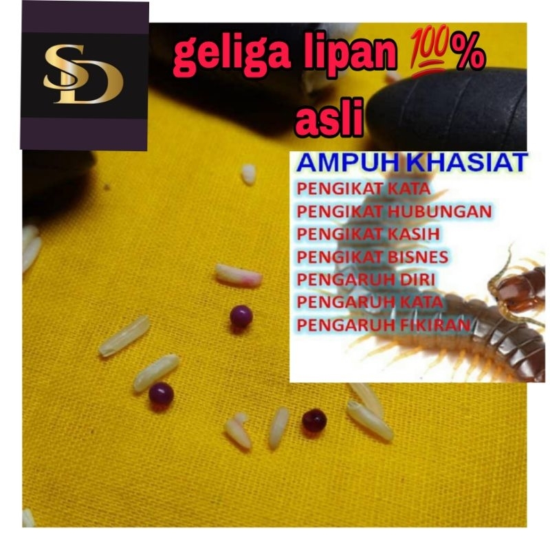 Geliga Lipan Bara (Asli) | Shopee Malaysia