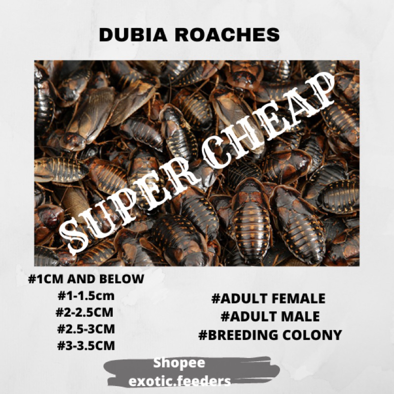 Dubia roach/reptile food | Shopee Malaysia