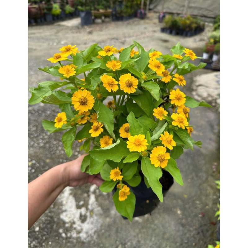 Melampodium Butter Daisy flower live plant | 皇帝菊 | Shopee Malaysia