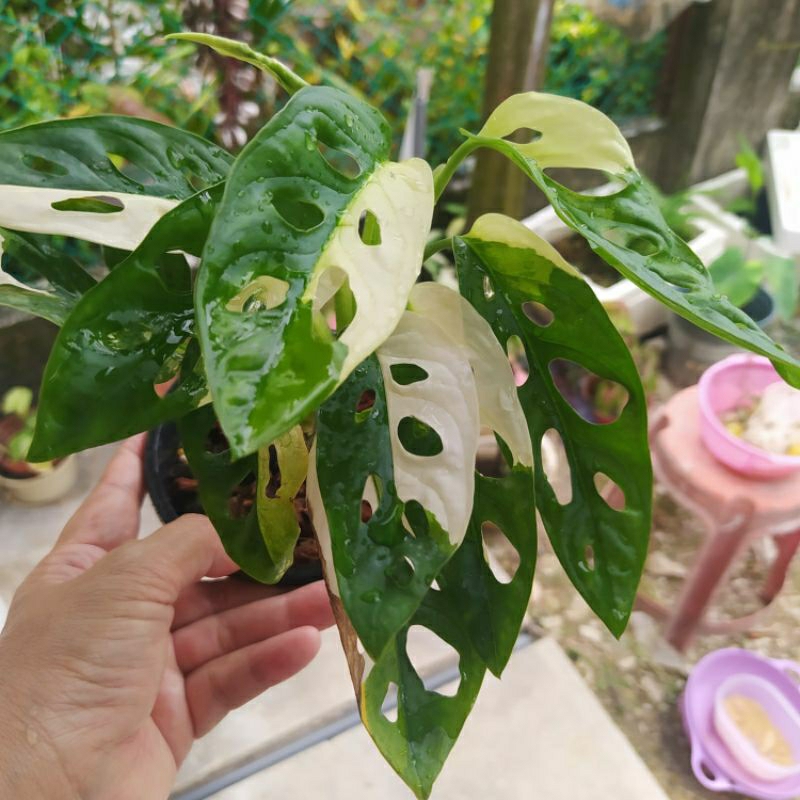 Monstera Adansonii Albo Half Moon | Shopee Malaysia
