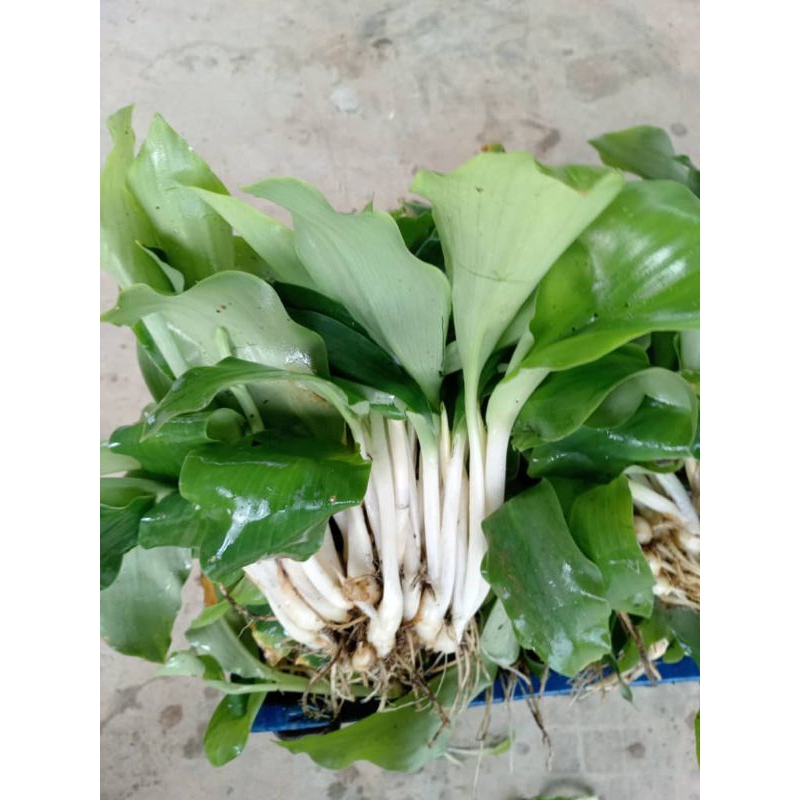 cekur @ kencur fresh 1kg | Shopee Malaysia