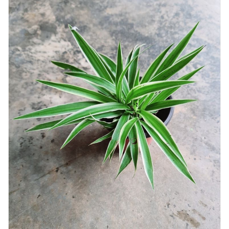 ️‍🔥 ️‍🔥 ️‍🔥MURAH2 🪴Pokok Spider plant dalam pasu🪴Spider plant in pot🪴 ...