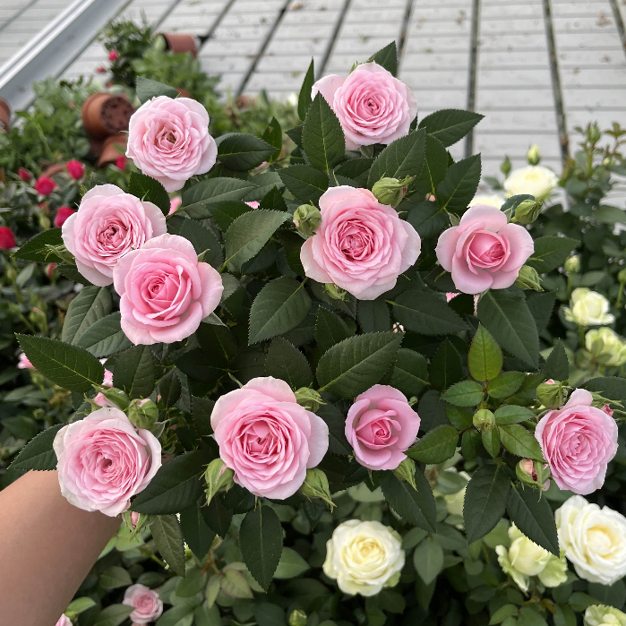 【UnclePot】Cameron Rose Pot Forever 玫瑰 (Live plants)(Denmark Branded ...