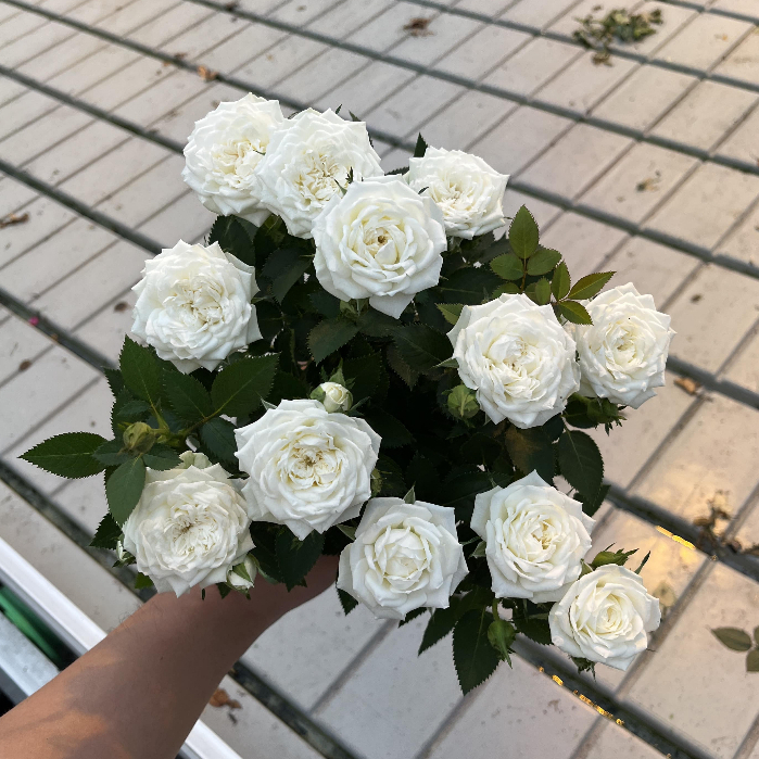 【UnclePot】Cameron Rose Pot Forever 玫瑰 (Live plants)(Denmark Branded ...