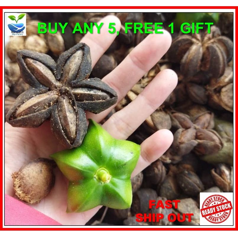BIJI BENIH / ANAK POKOK Sacha Inchi sacha inci peanut, Inca nut, kacang ...