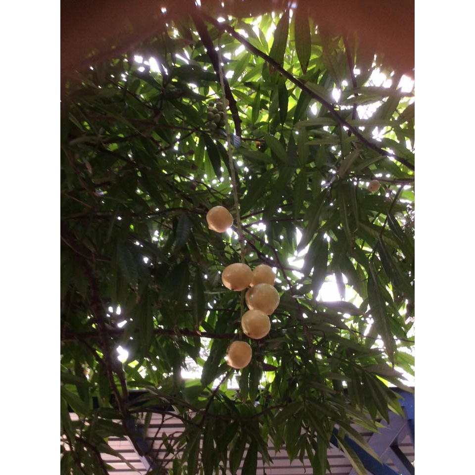 Anak Pokok Perupuk atau Pokok Johor atau Ceri Terengganu | Shopee Malaysia