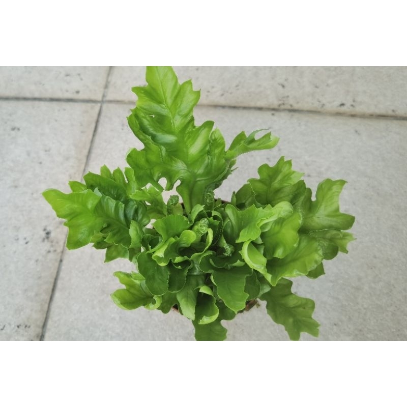 Fern asplenium crispy Hybrid | Shopee Malaysia