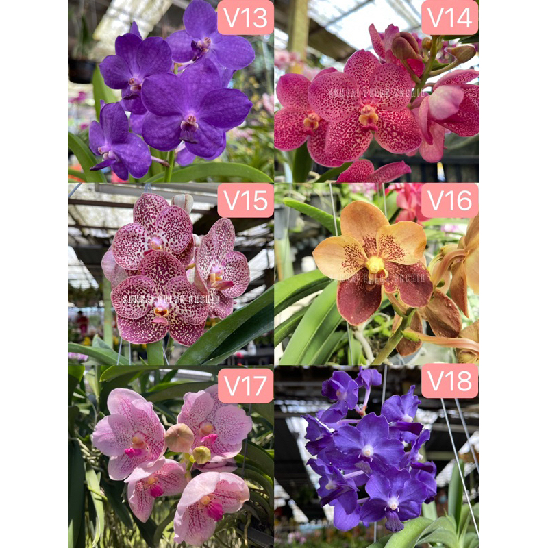Vanda Orchid | Big flower (V13-24) | Shopee Malaysia