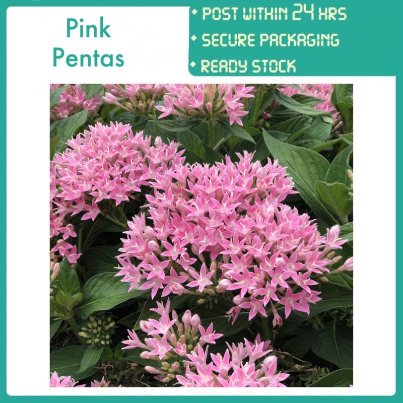 PBN - pink Pentas lucky star butterlfy Pokok bunga nursery flower real ...