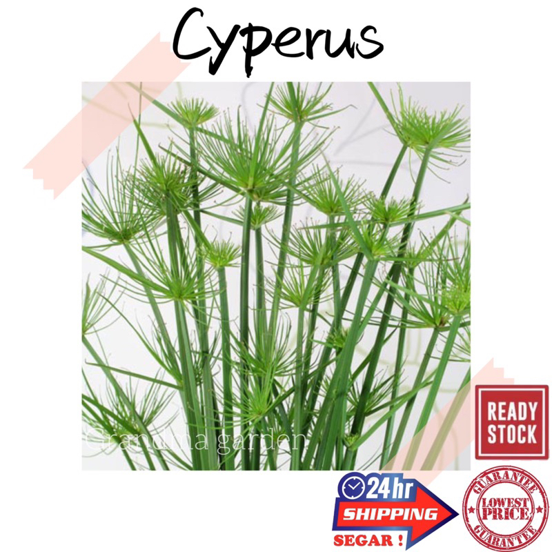 (GG real plant) cyperus^ pokok umbrella grass papyrus hidup hiasan ...