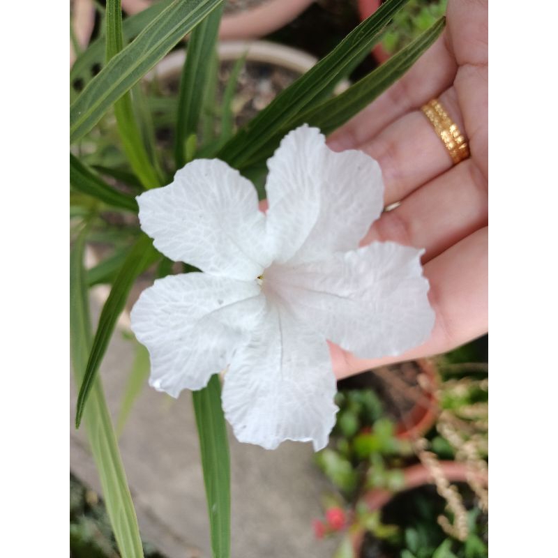 pokok bunga ruellia white/pokok bunga tinggi/高白芦莉 | Shopee Malaysia