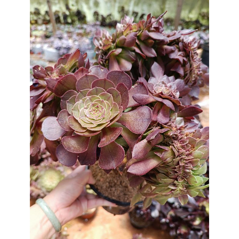 FT live succulent aeonium Halloween crest 万圣节缀化 20cm +- | Shopee Malaysia
