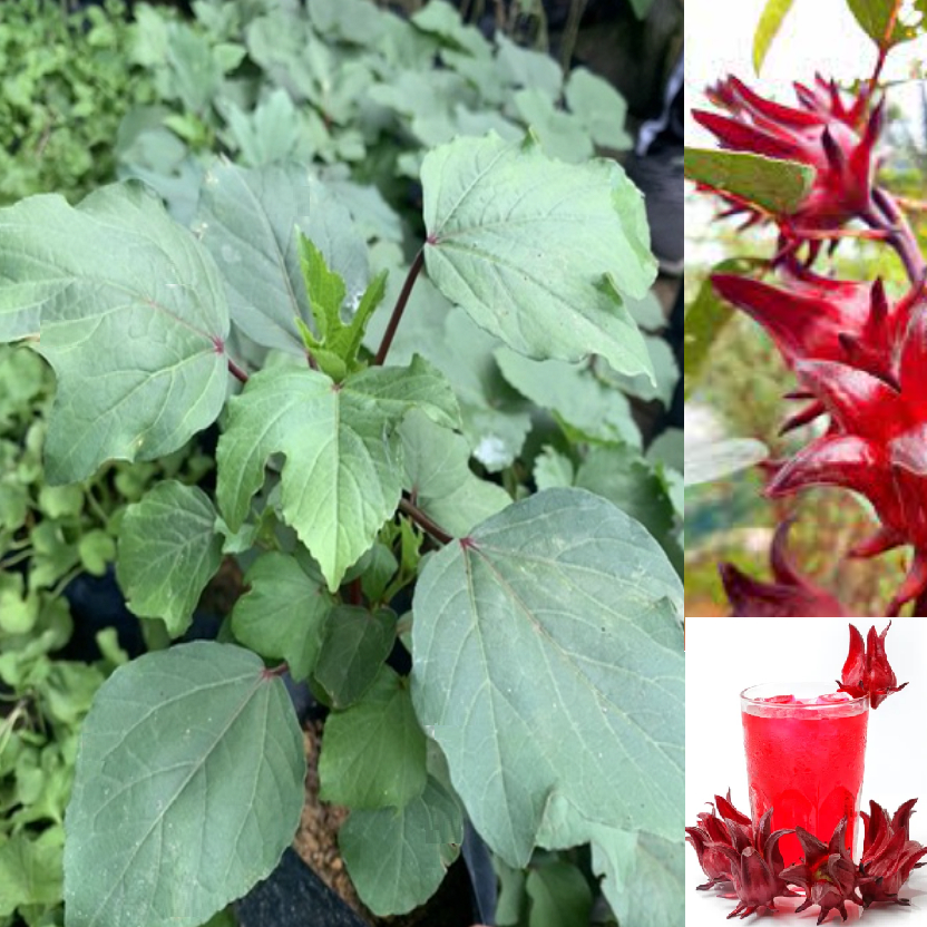 Anak Pokok Roselle Flower Ribena/Bunga Rosel Anak Pokok Rosel Asam Raya ...