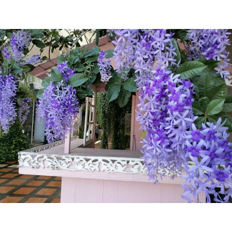 Purple Sandpaper Vine Anak Pokok bunga ungu menjalar | Shopee Malaysia