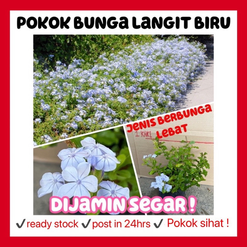 Rina • pokok bunga langit • plumbago auriculata blue biru cape leadwort ...