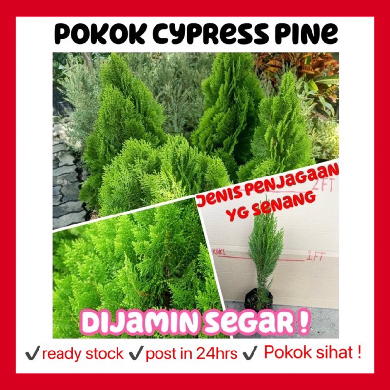 Rina • pokok cypress pine • Christmas pines tree tumbuhan hidup tanaman ...
